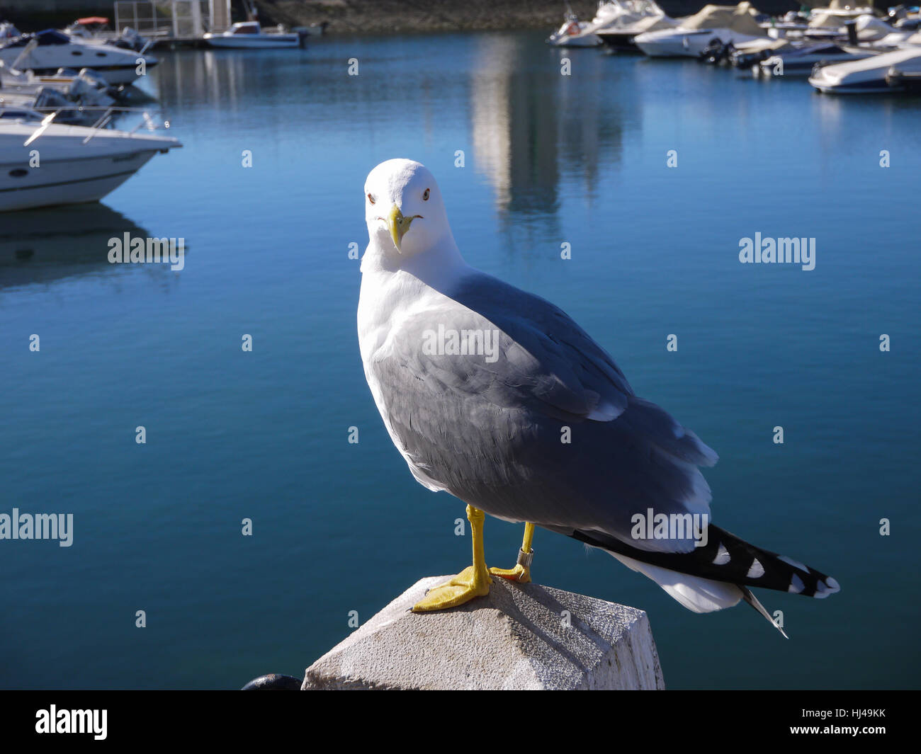 bird, wildlife, feather, seagull, gull, close, blue, beautiful ...
