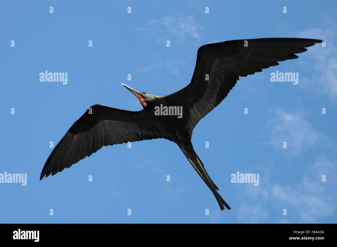 bird, birds, wing, beak, feathering, seychelles, beaks, tropics, fly ...