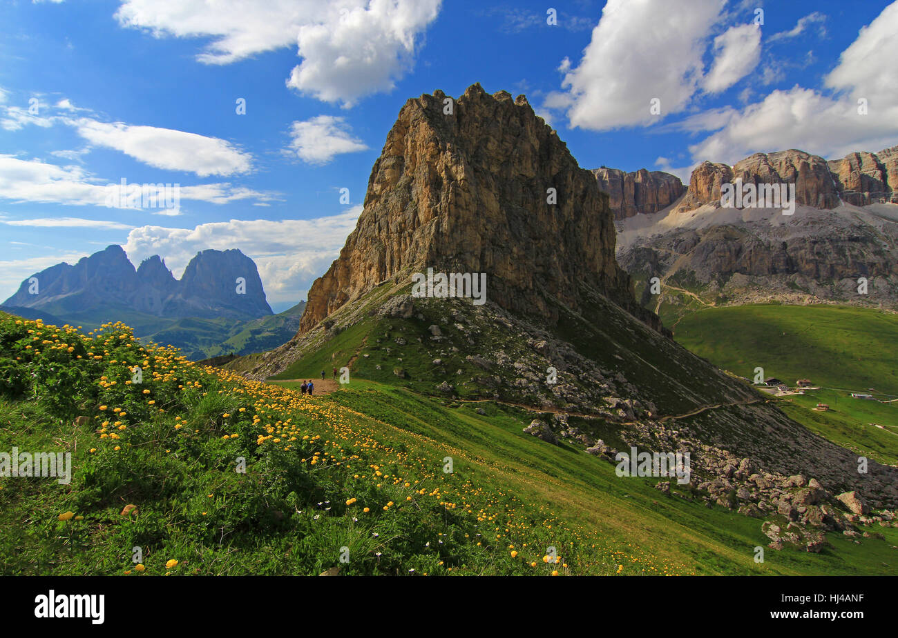 mountains, plant, alps, alp, flower, flowers, meadow, mountain, colour ...