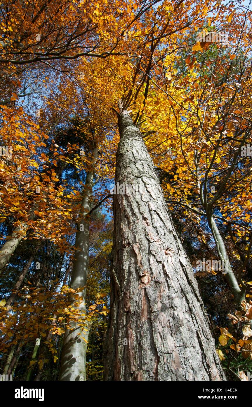 tree, trunk, forest, leaves, foliage, fall, autumn, tree, trunk, forest ...