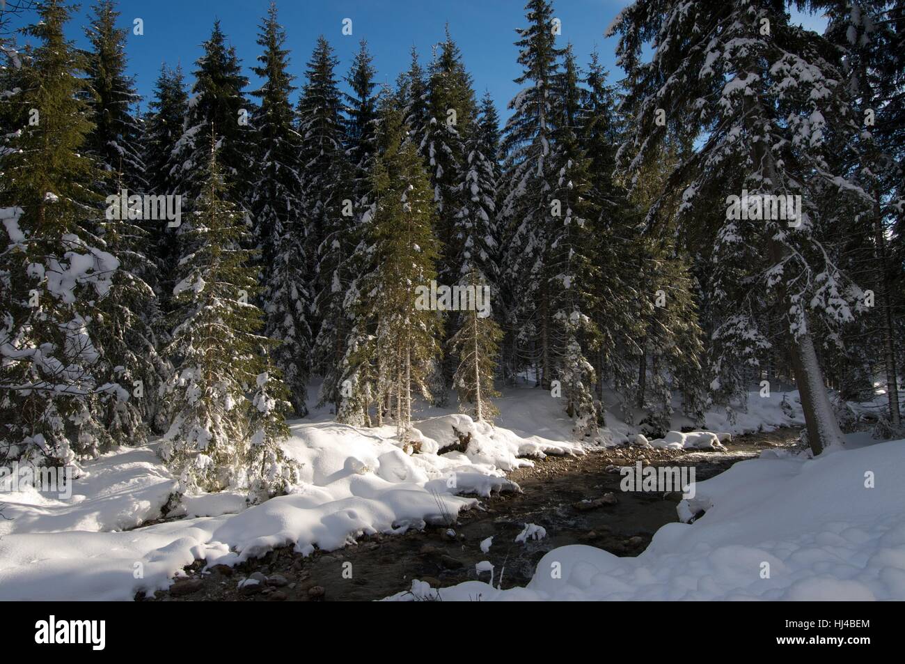 winter, winter landscape, snow, forest, shine, shines, bright, lucent ...