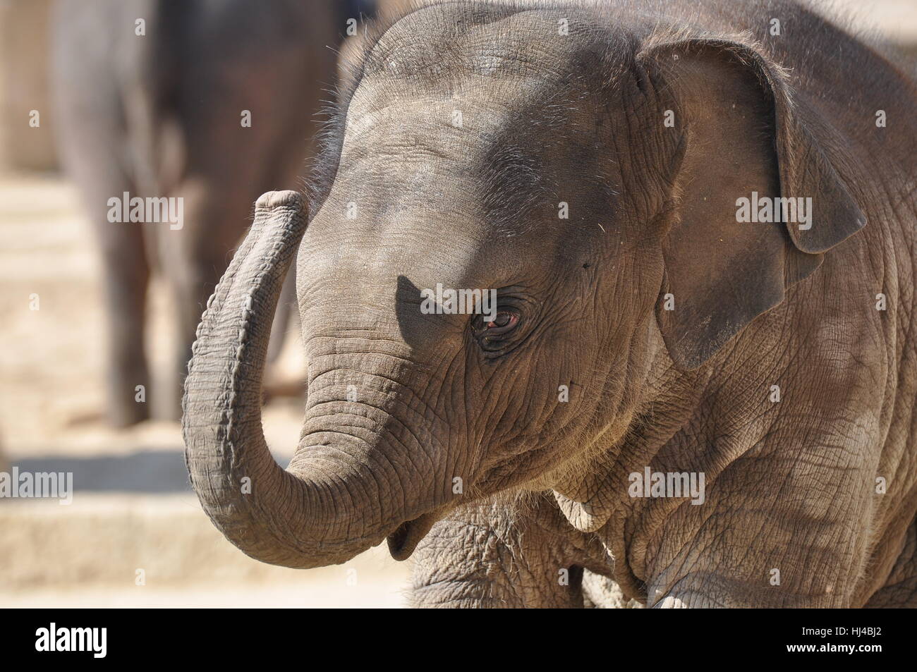 hairs, small, tiny, little, short, young animal, proboscis, macro ...