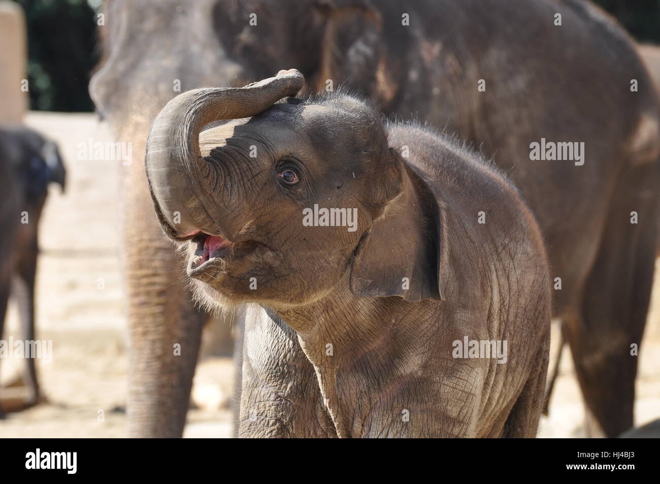 elephant, hairs, small, tiny, little, short, young animal, proboscis ...