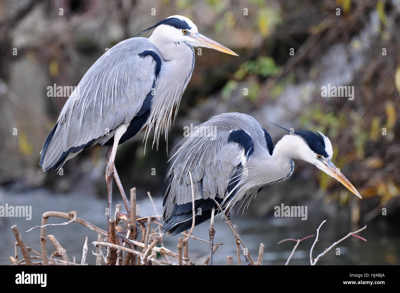 bird, birds, beak, side view, heron, beaks, grey, gray, water, blue ...