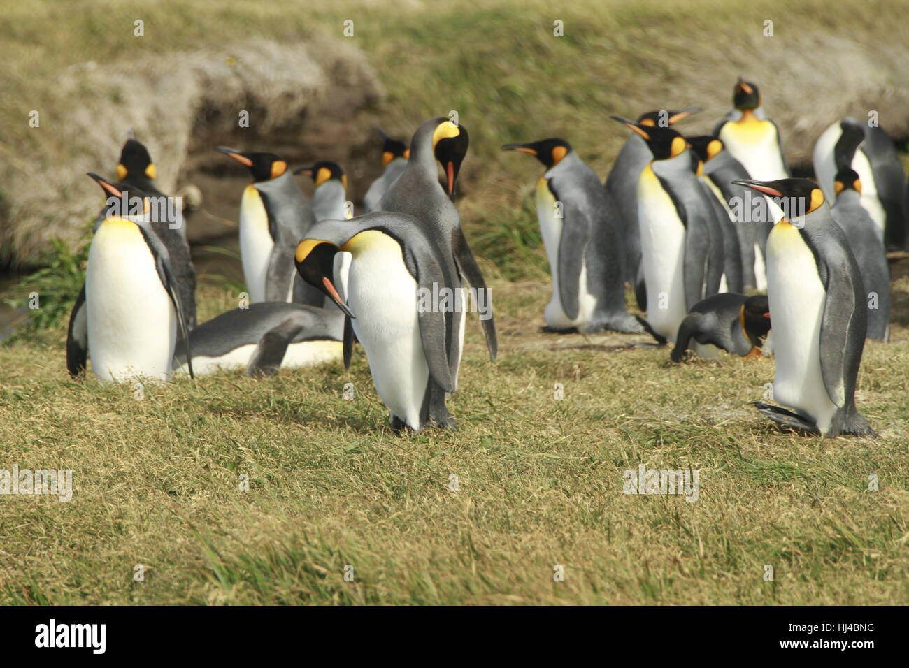 blue, travel, park, animal, bird, animals, cloud, penguins, black ...