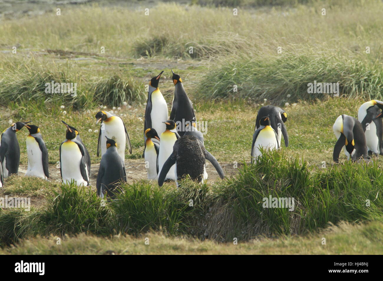 blue, travel, park, animal, bird, animals, cloud, penguins, black ...