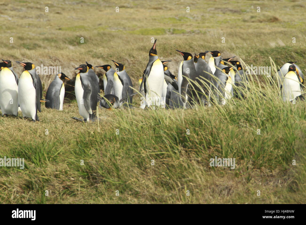 blue, travel, park, animal, bird, animals, cloud, penguins, black ...