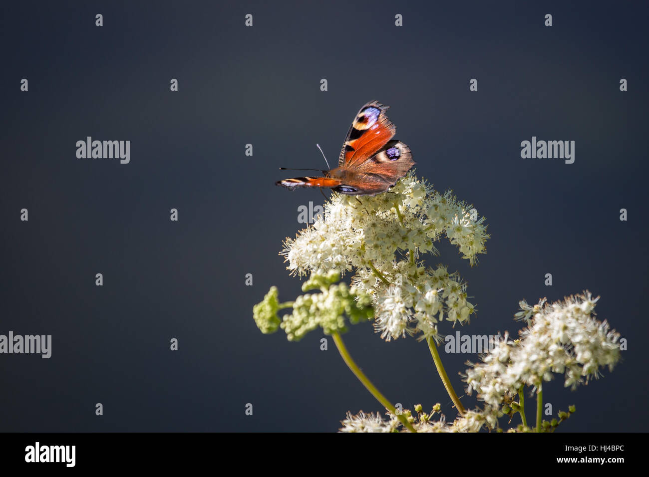 insect, flower, plant, butterfly, blossoms, peacock butterfly, bleed ...