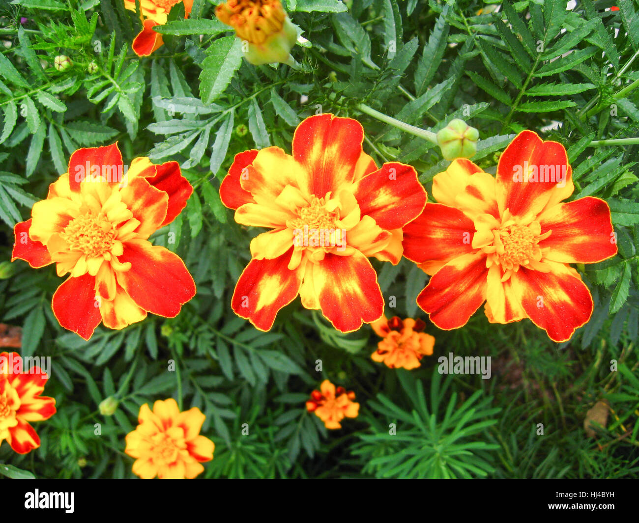 beautiful, beauteously, nice, flower, plant, nectar, pictogram, symbol ...