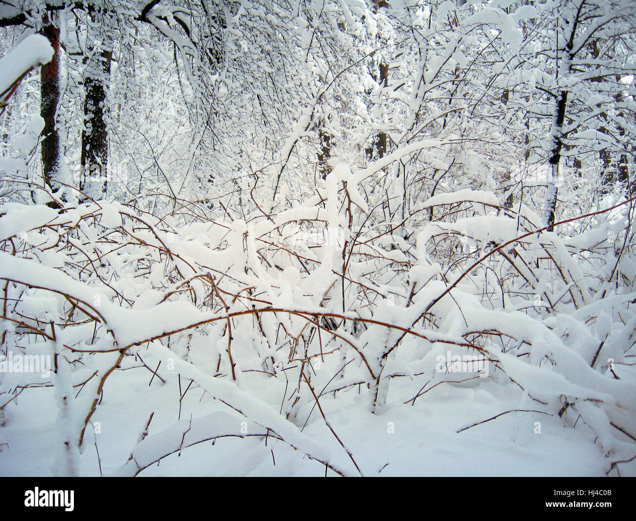 winter, wood, radio silence, quietness, silence, season, landscape ...