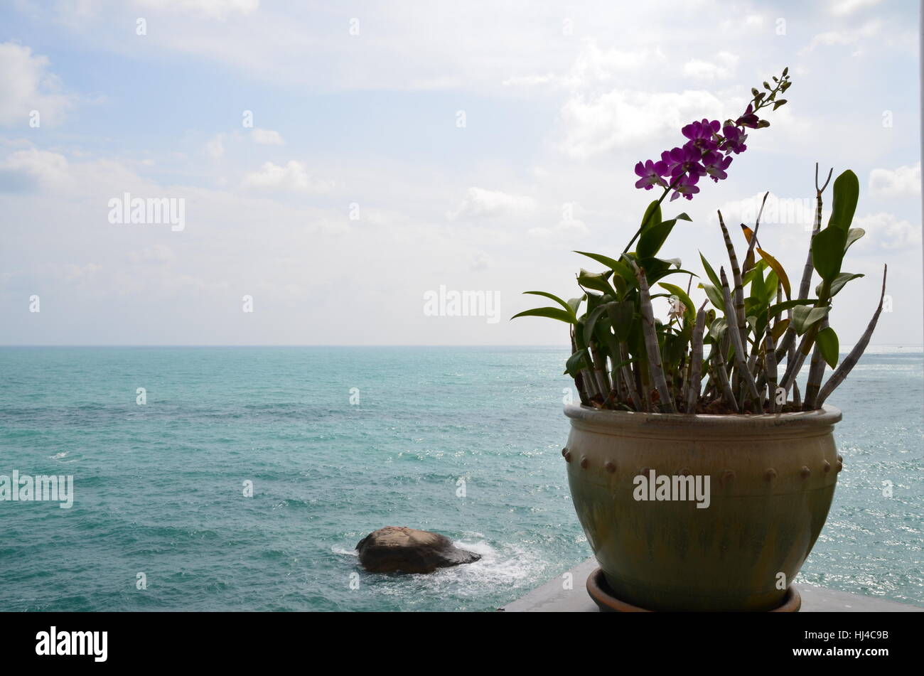 flower, flowers, plant, firmament, sky, salt water, sea, ocean, water ...