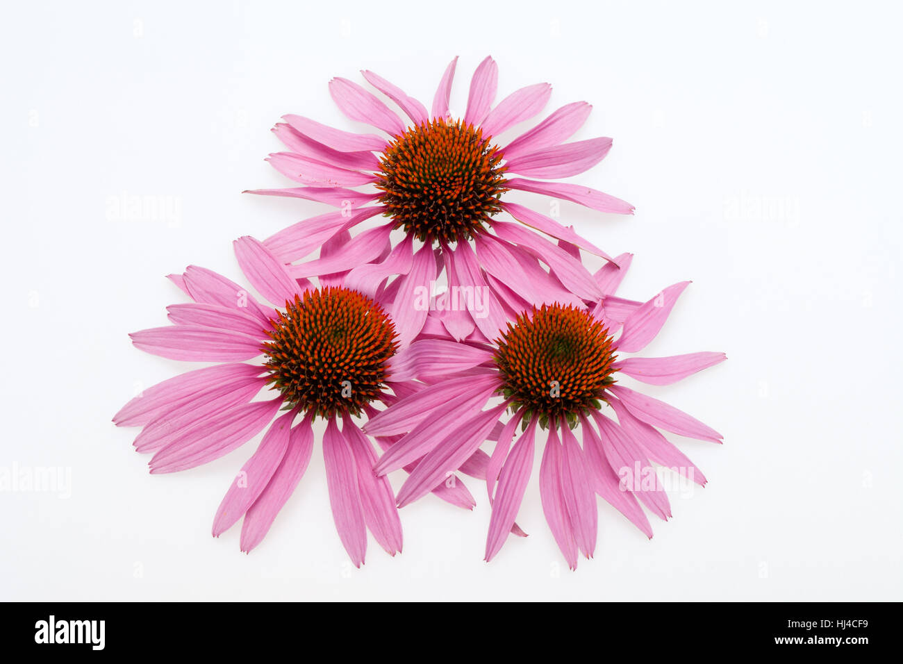 Pink coneflower head, isolated on white background Stock Photo - Alamy