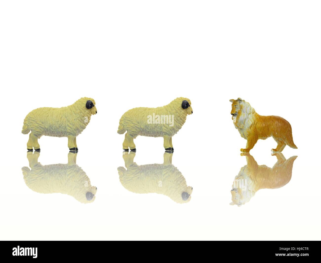 Farm animals isolated against a white background Stock Photo - Alamy