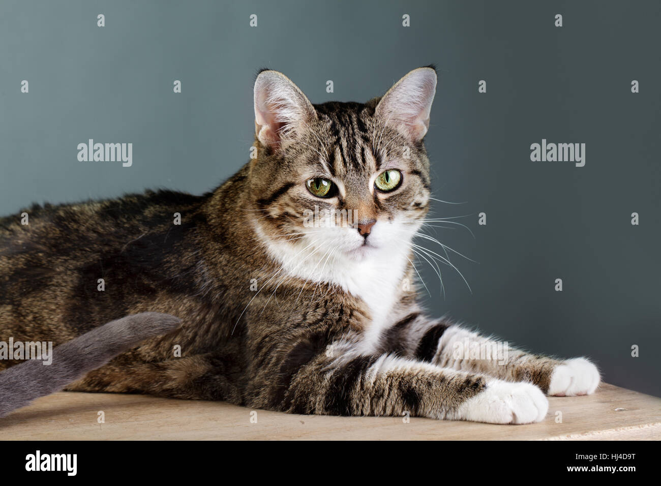portrait of a cat Stock Photo - Alamy