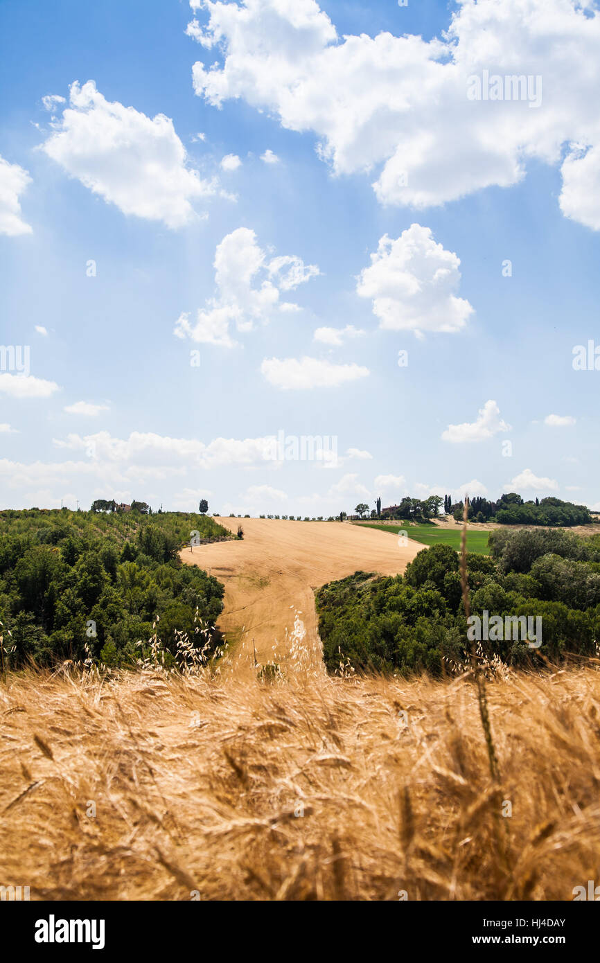 blue, tree, agriculture, farming, field, summer, summerly, tuscany ...
