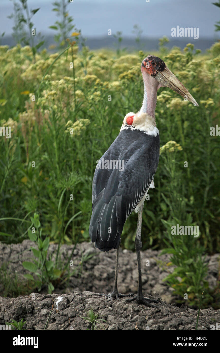 marabu on lake naivasha Stock Photo - Alamy