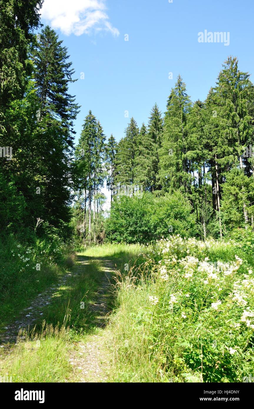 hike, go hiking, ramble, summer, summerly, black forest, season, path ...