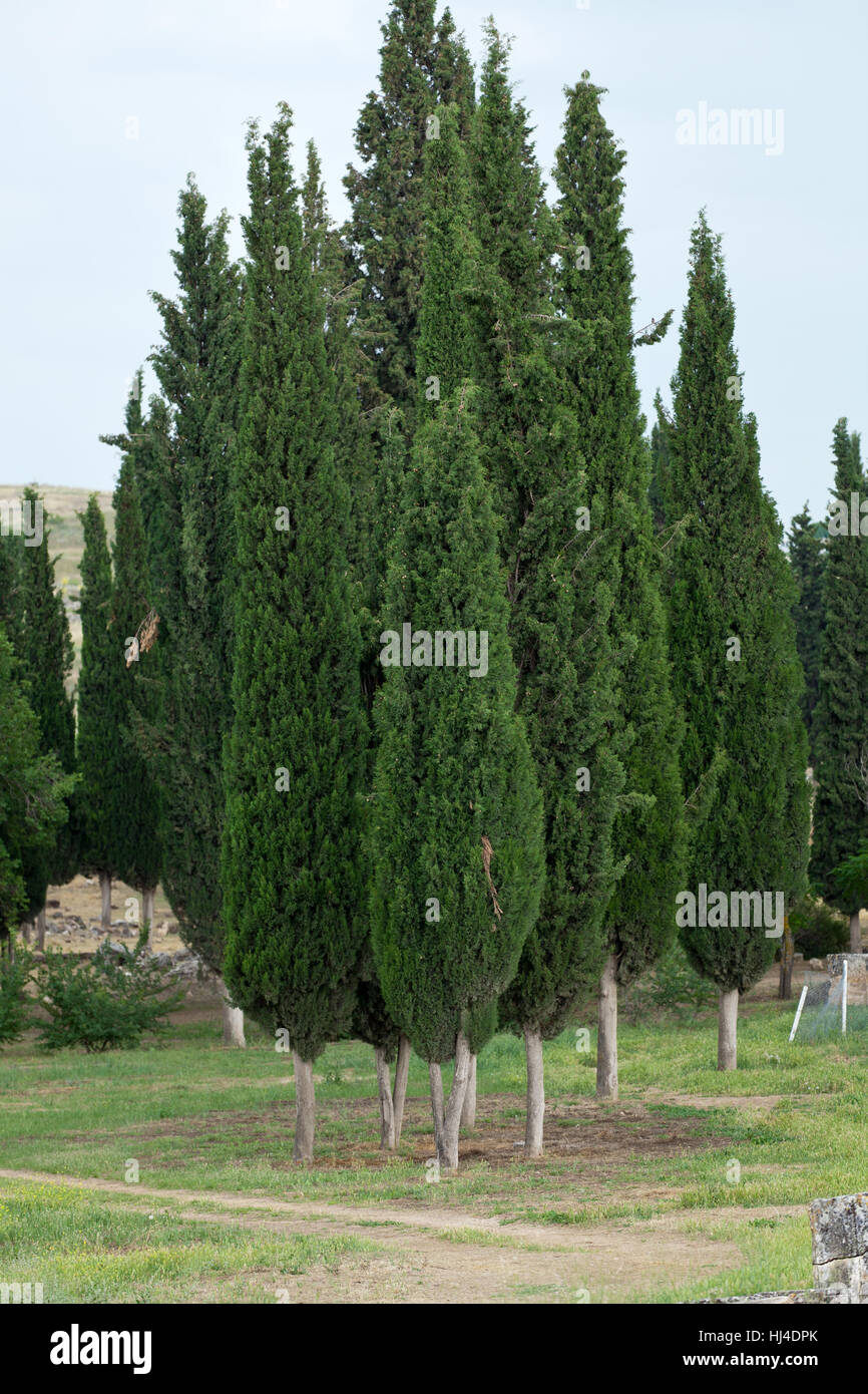 cypress, house, building, beautiful, beauteously, nice, travel ...