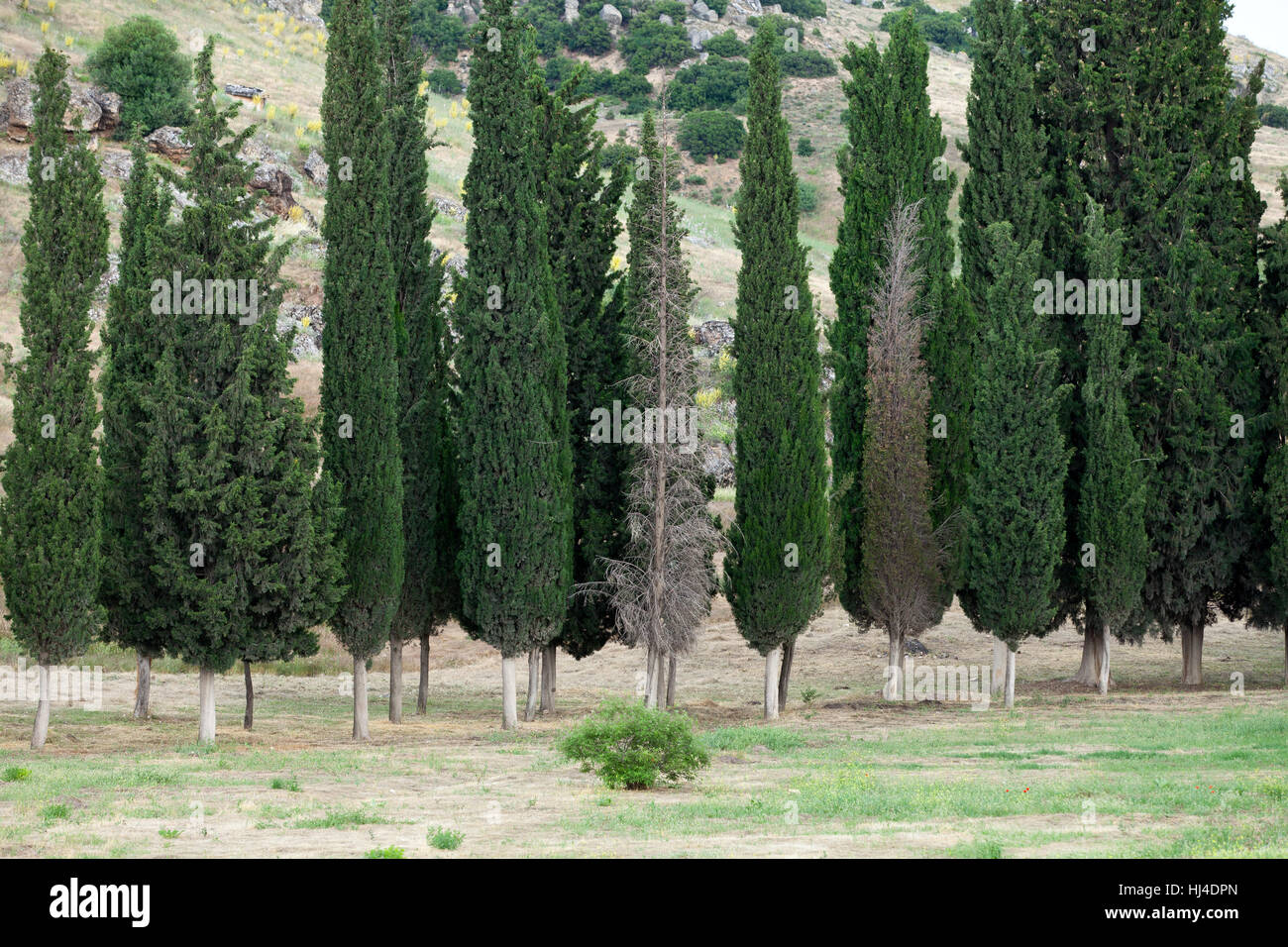 cypress, house, building, beautiful, beauteously, nice, travel ...