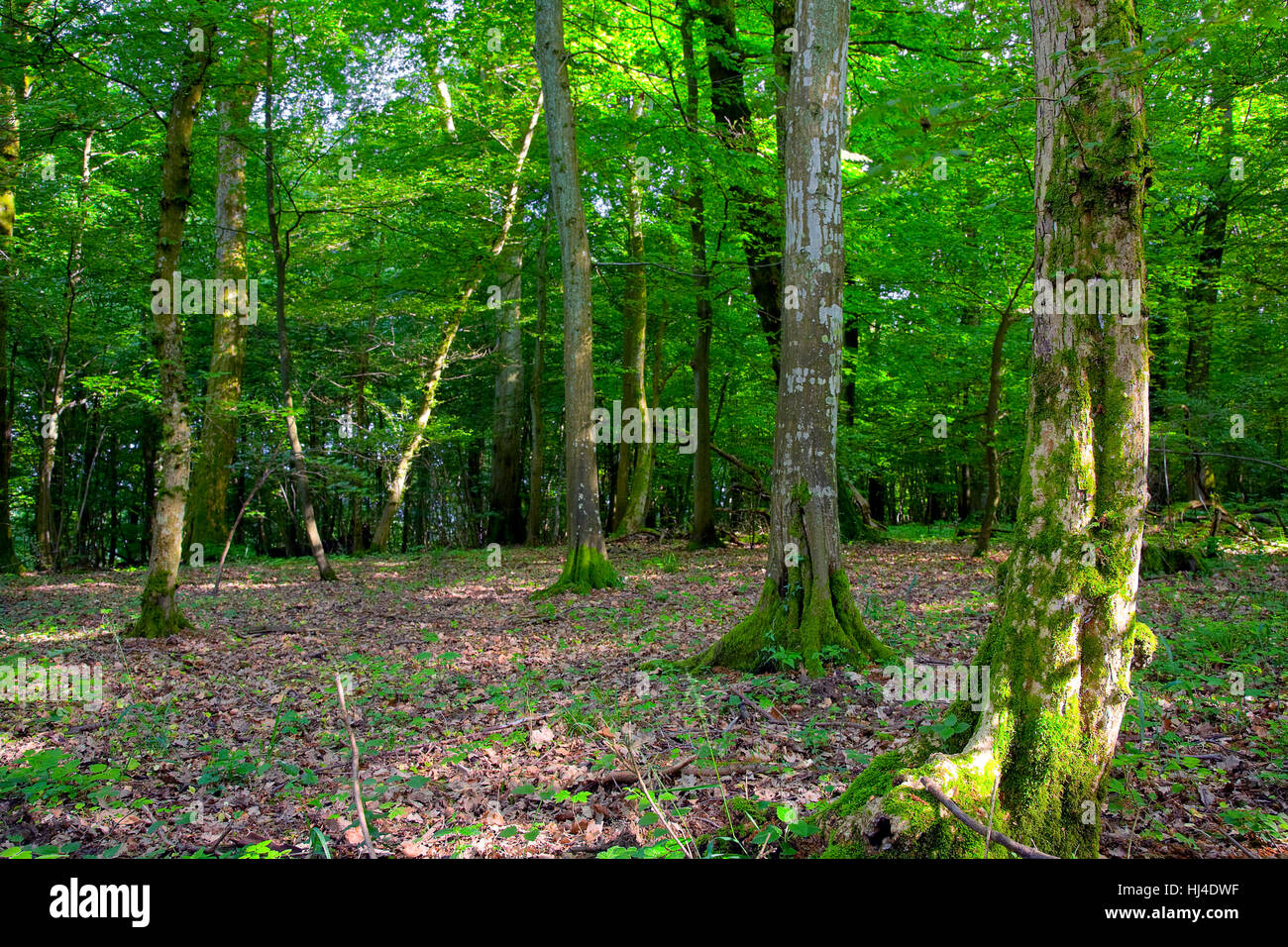 big, large, enormous, extreme, powerful, imposing, immense, relevant ...