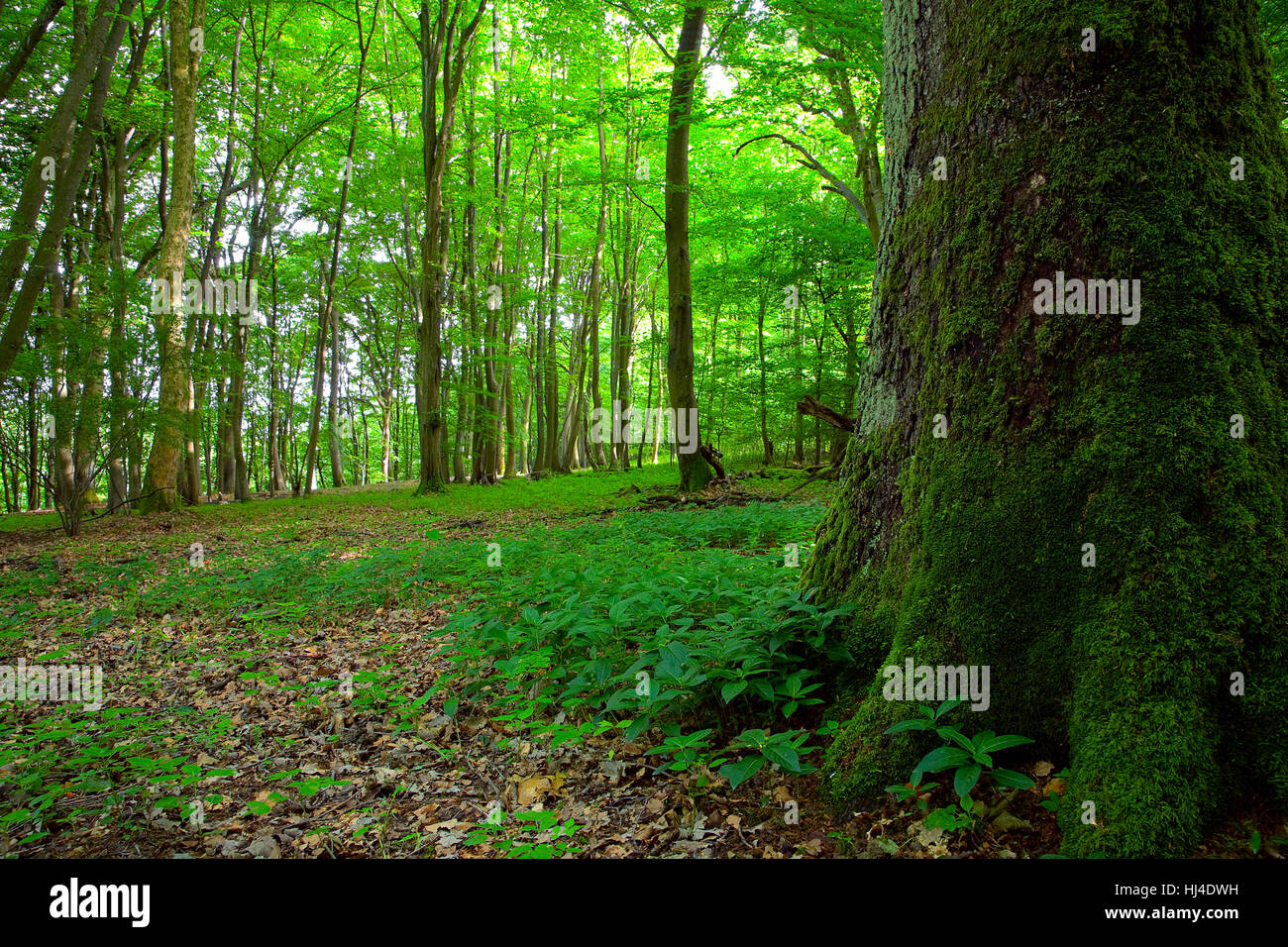 big, large, enormous, extreme, powerful, imposing, immense, relevant ...