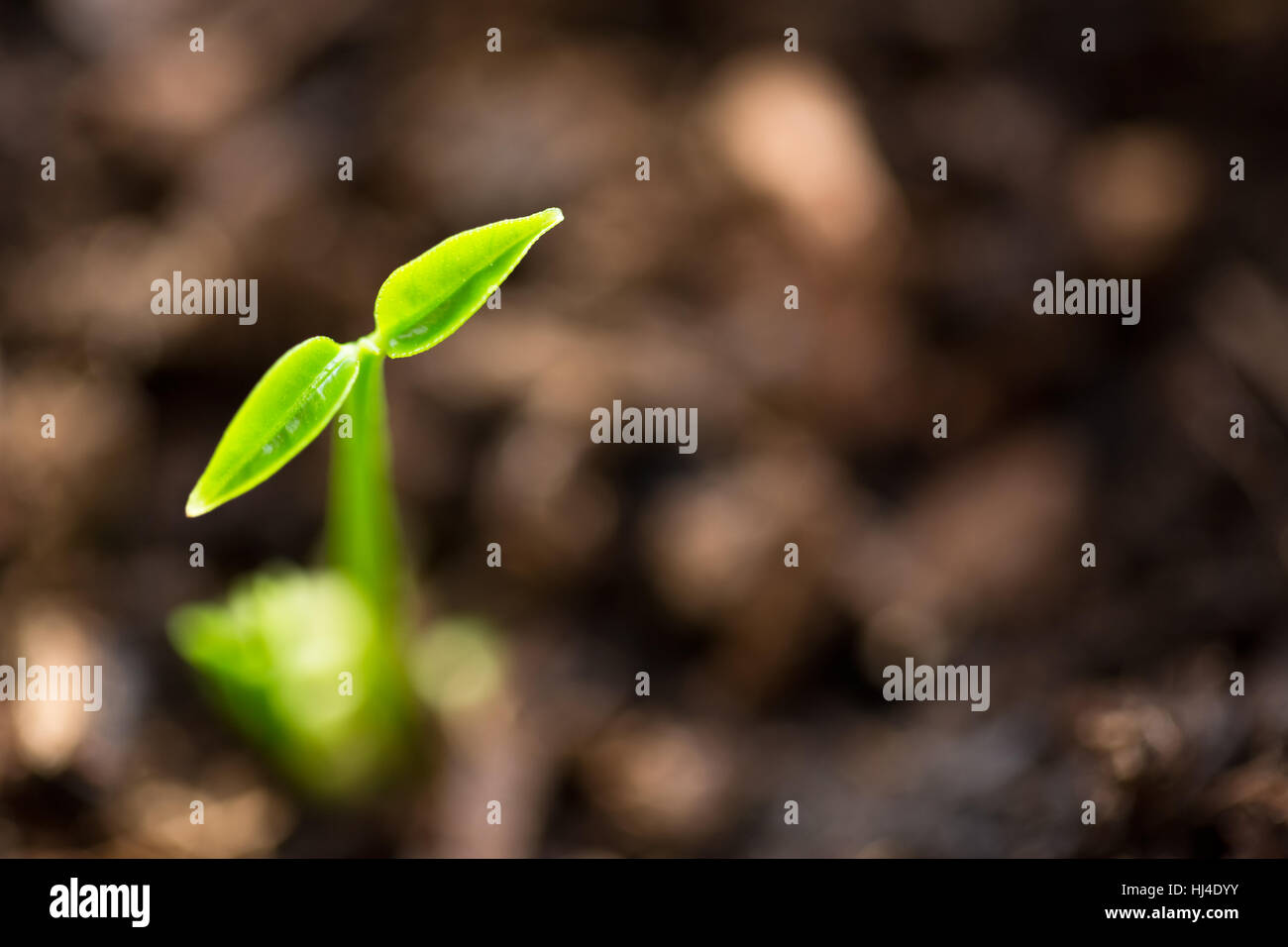 life, exist, existence, living, lives, live, model, design, project ...