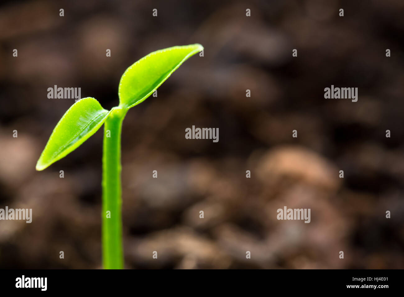 life, exist, existence, living, lives, live, model, design, project ...