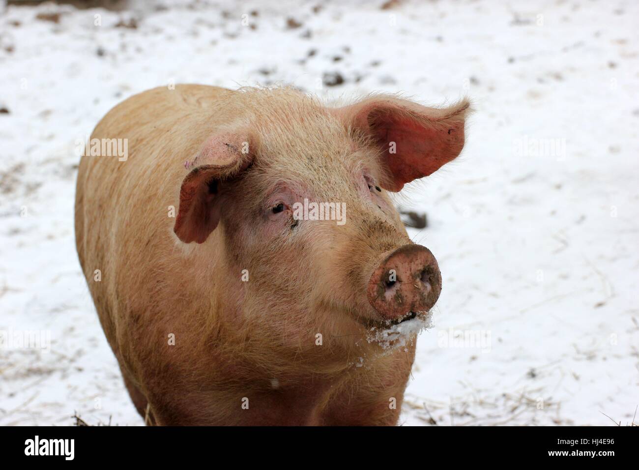 Robusthaltung hi-res stock photography and images - Alamy