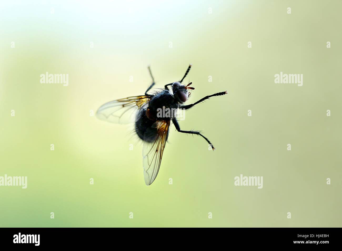 insect, window, porthole, dormer window, pane, fly, glassy, macro ...