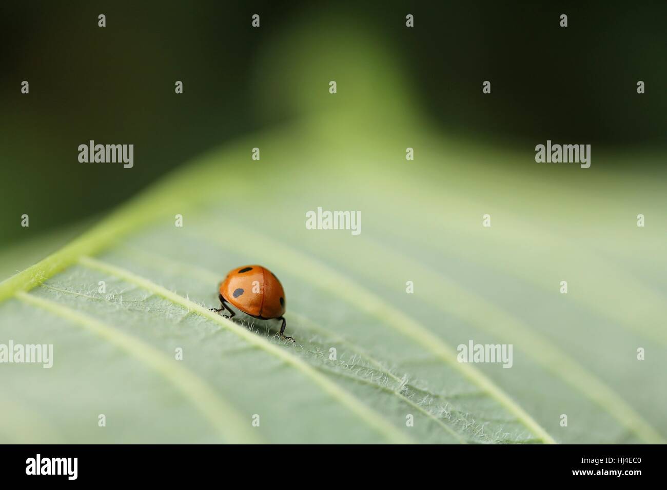 insect, beetle, rear view, page, sheet, ladybug, macro, close-up, macro ...