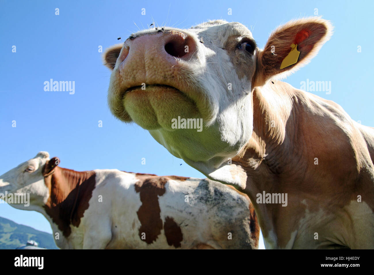 bavaria, cow, bovine, cows, farm animal, milker, fly, flies, flys ...