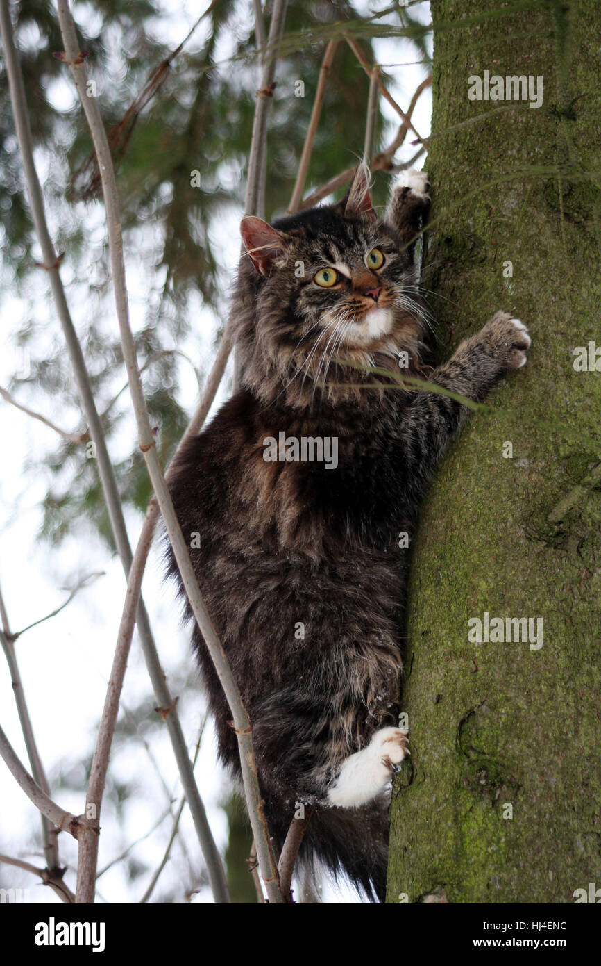 tree, eyes, long hairs, rise, climb, climbing, ascend, uphill, tread ...