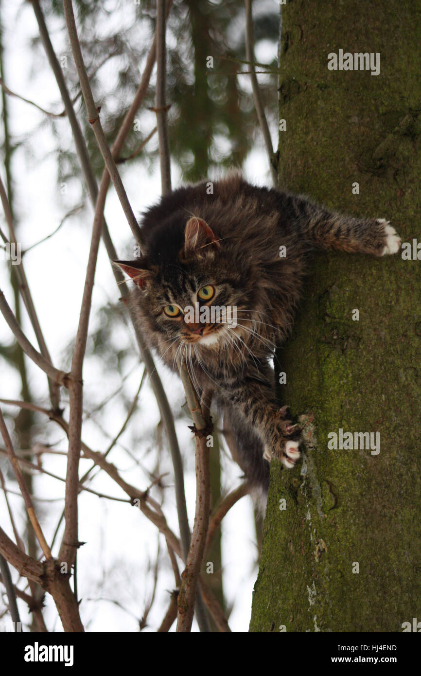 tree, eyes, long hairs, rise, climb, climbing, ascend, uphill, tread ...