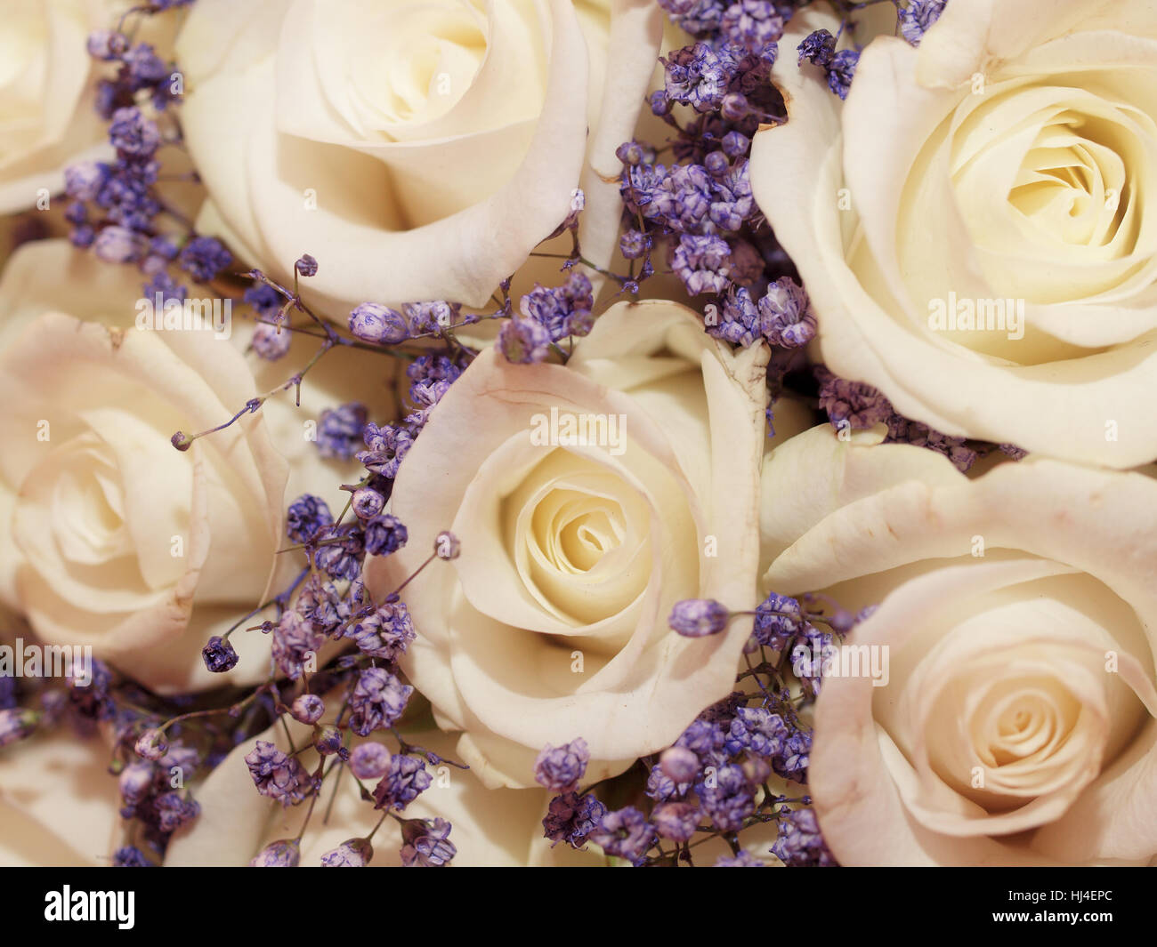 still life, ring, flower, plant, wedding, marriage, marriage ceremony ...