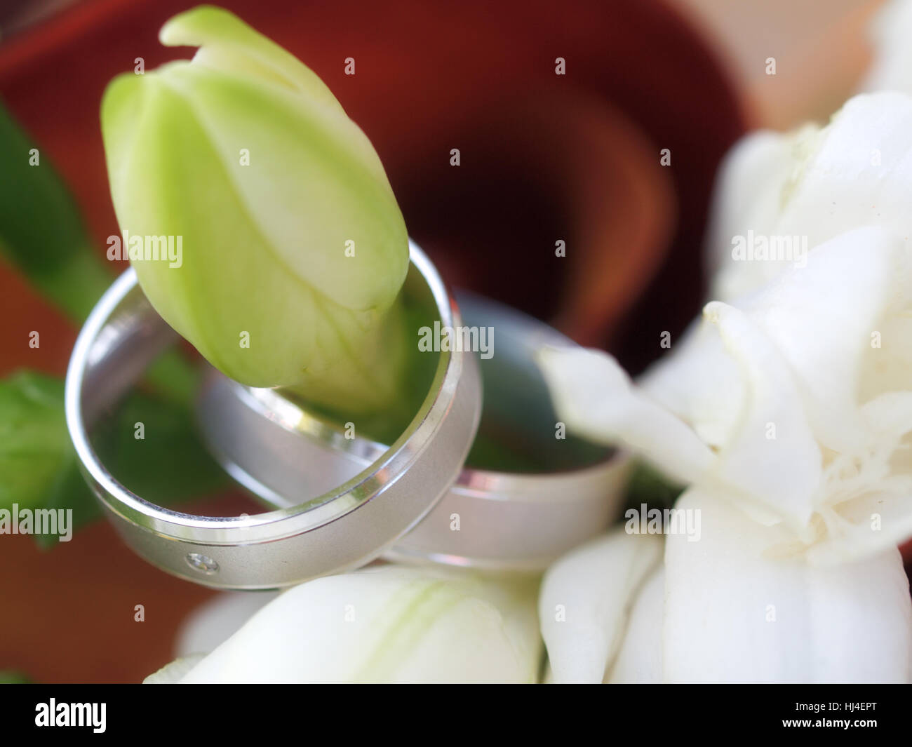still life, ring, flower, plant, wedding, marriage, marriage ceremony ...