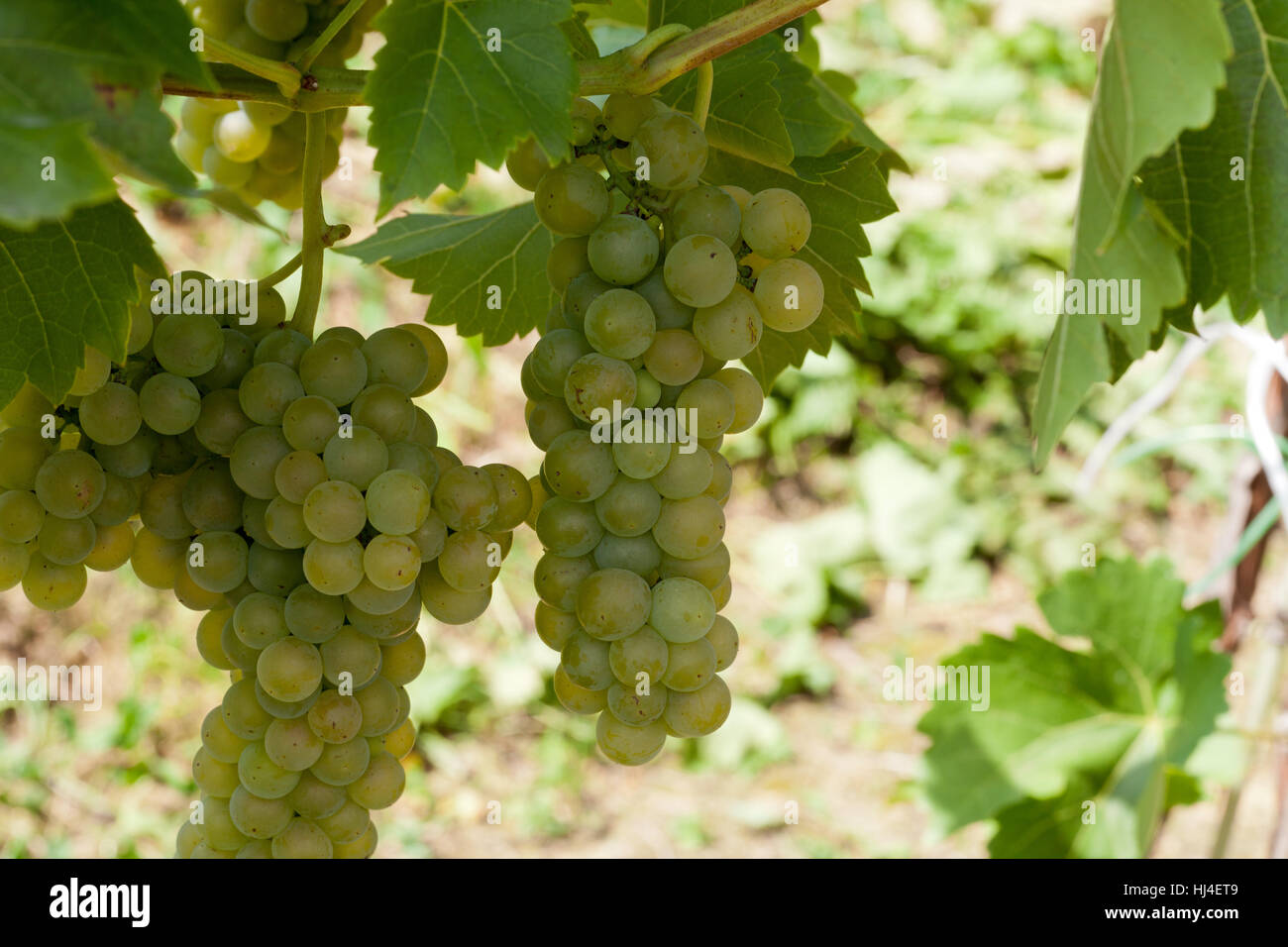 vineyard, fruit, wineyard, vine, grape vine, grape-vine, white, red ...
