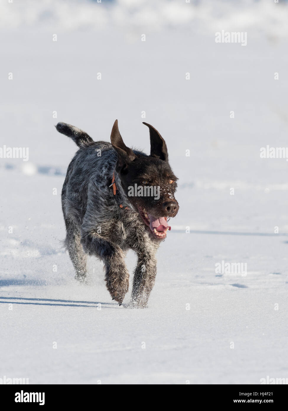 A German Wirehair Pointer running across a snowy field while hunting ...
