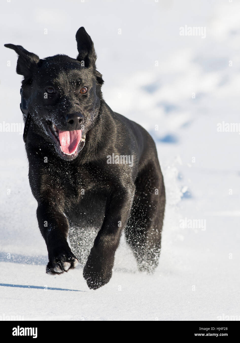A Black Labrador Retriever running in fresh snow in the winter Stock ...