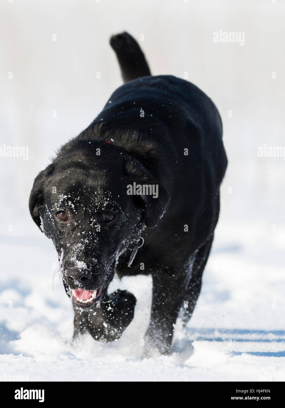 A Black Labrador Retriever running in fresh snow in the winter Stock ...