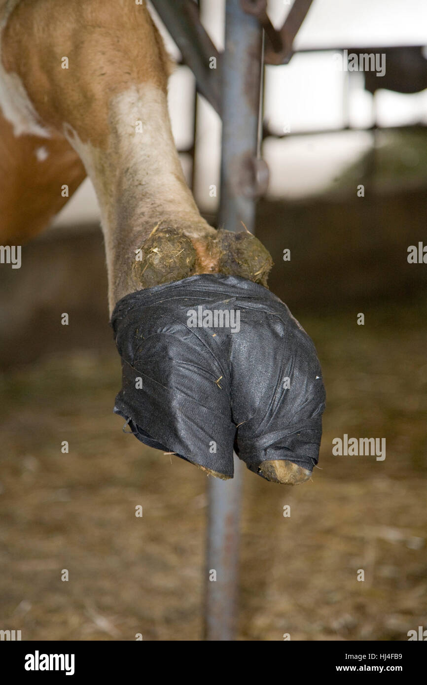 Cow disease legs hi-res stock photography and images - Alamy