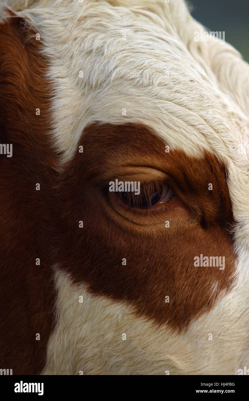 Eye of cow Stock Photo - Alamy