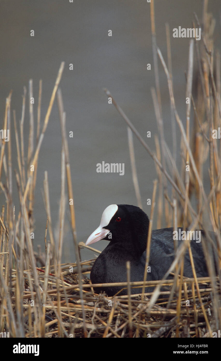 Bald coot (Fulica atra) breeding in reed Stock Photo - Alamy