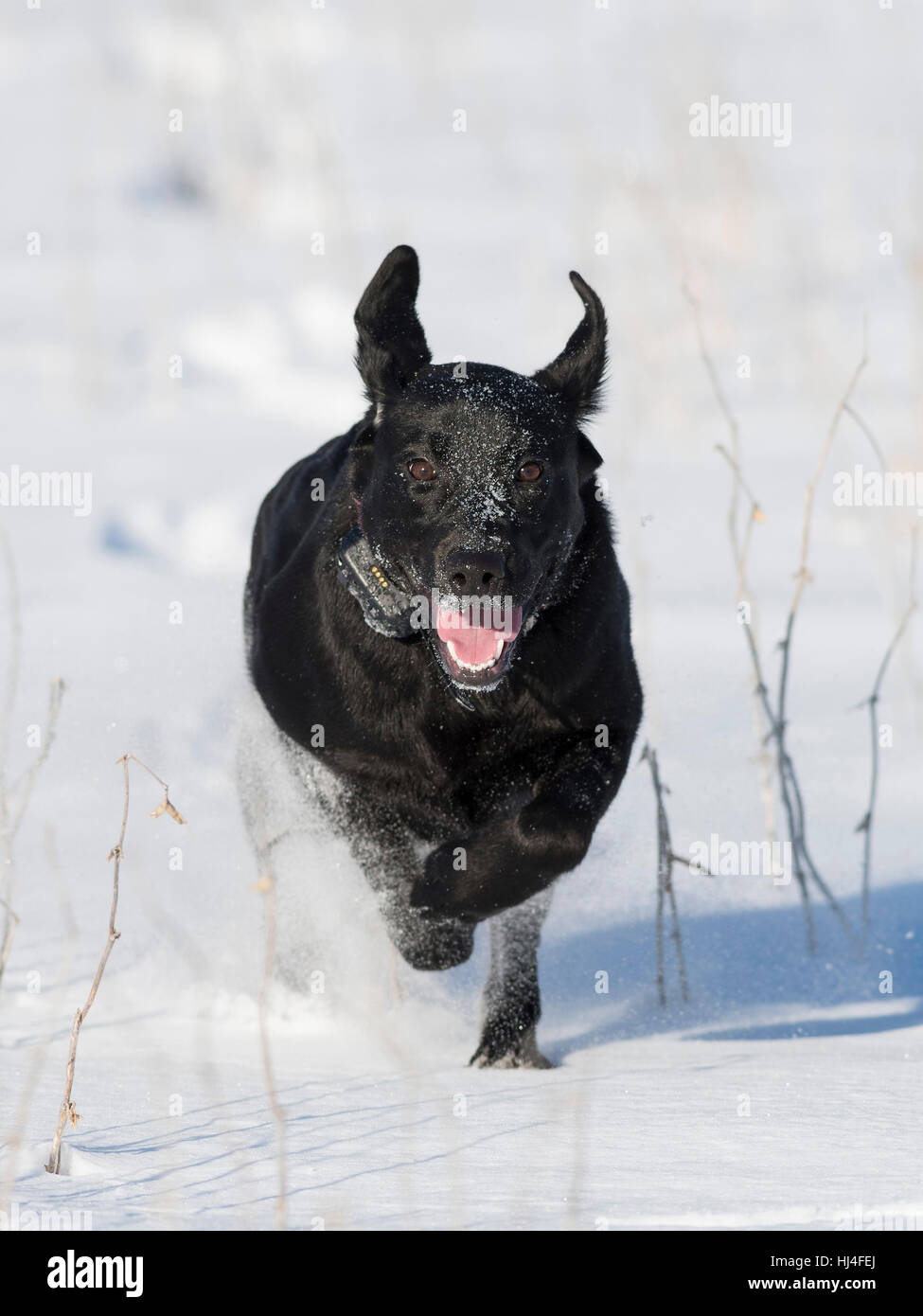 A Black Labrador Retriever running in fresh snow in the winter Stock ...