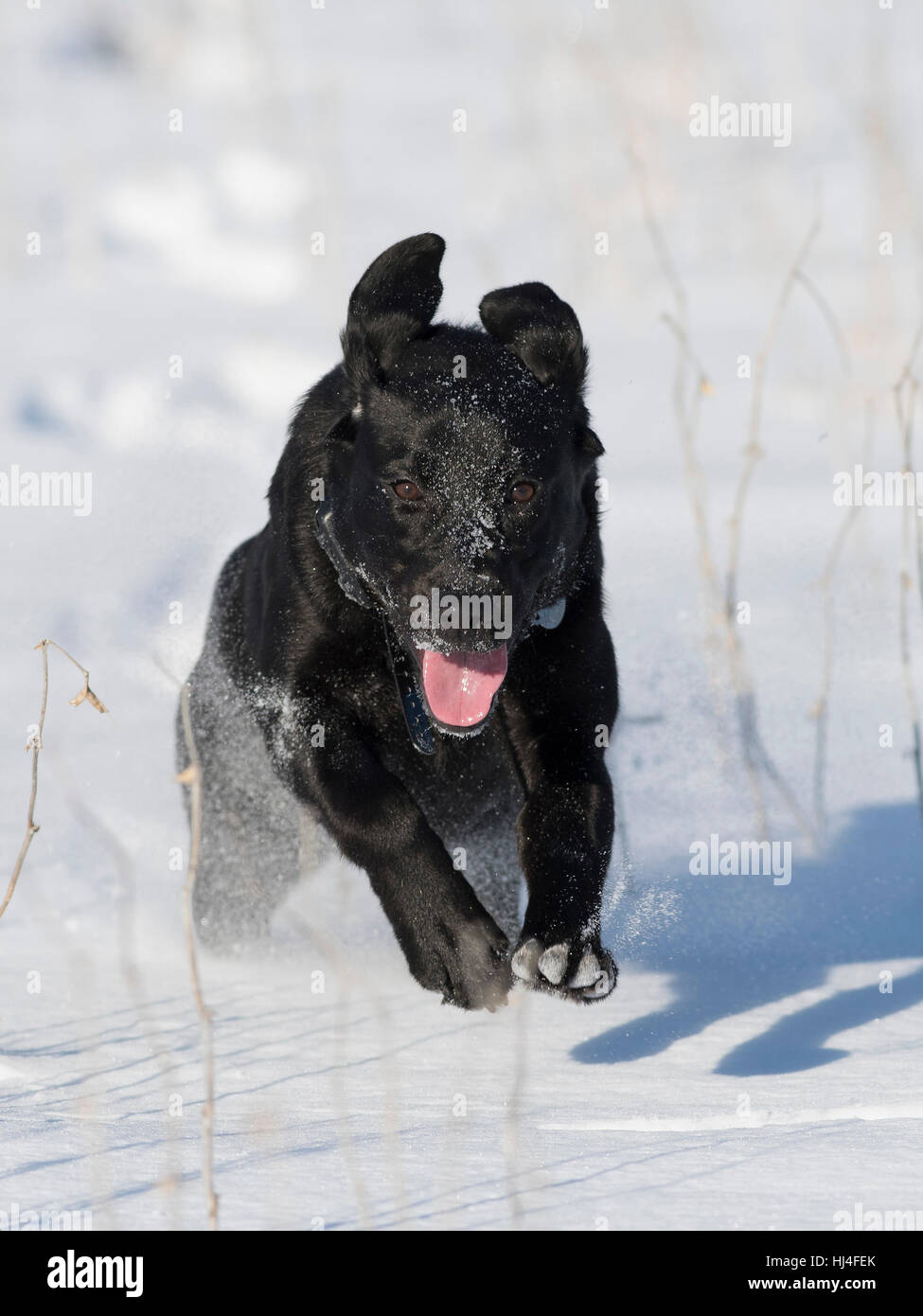 A Black Labrador Retriever running in fresh snow in the winter Stock ...