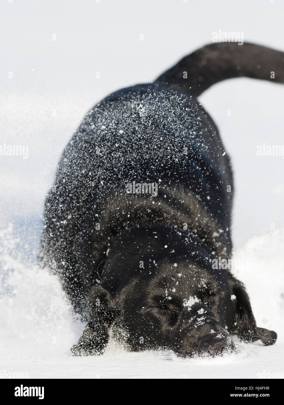 A Black Labrador Retriever running in fresh snow in the winter Stock ...