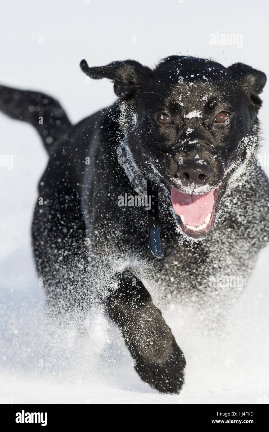 A Black Labrador Retriever running in fresh snow in the winter Stock ...