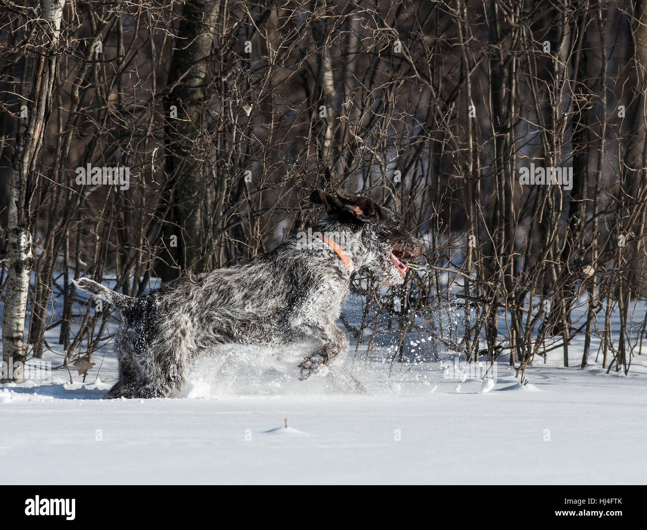 A German Wirehair Pointer running across a snowy field while hunting ...