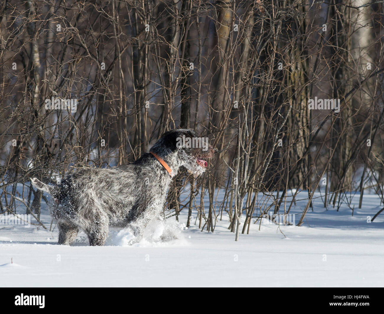 A German Wirehair Pointer running across a snowy field while hunting ...