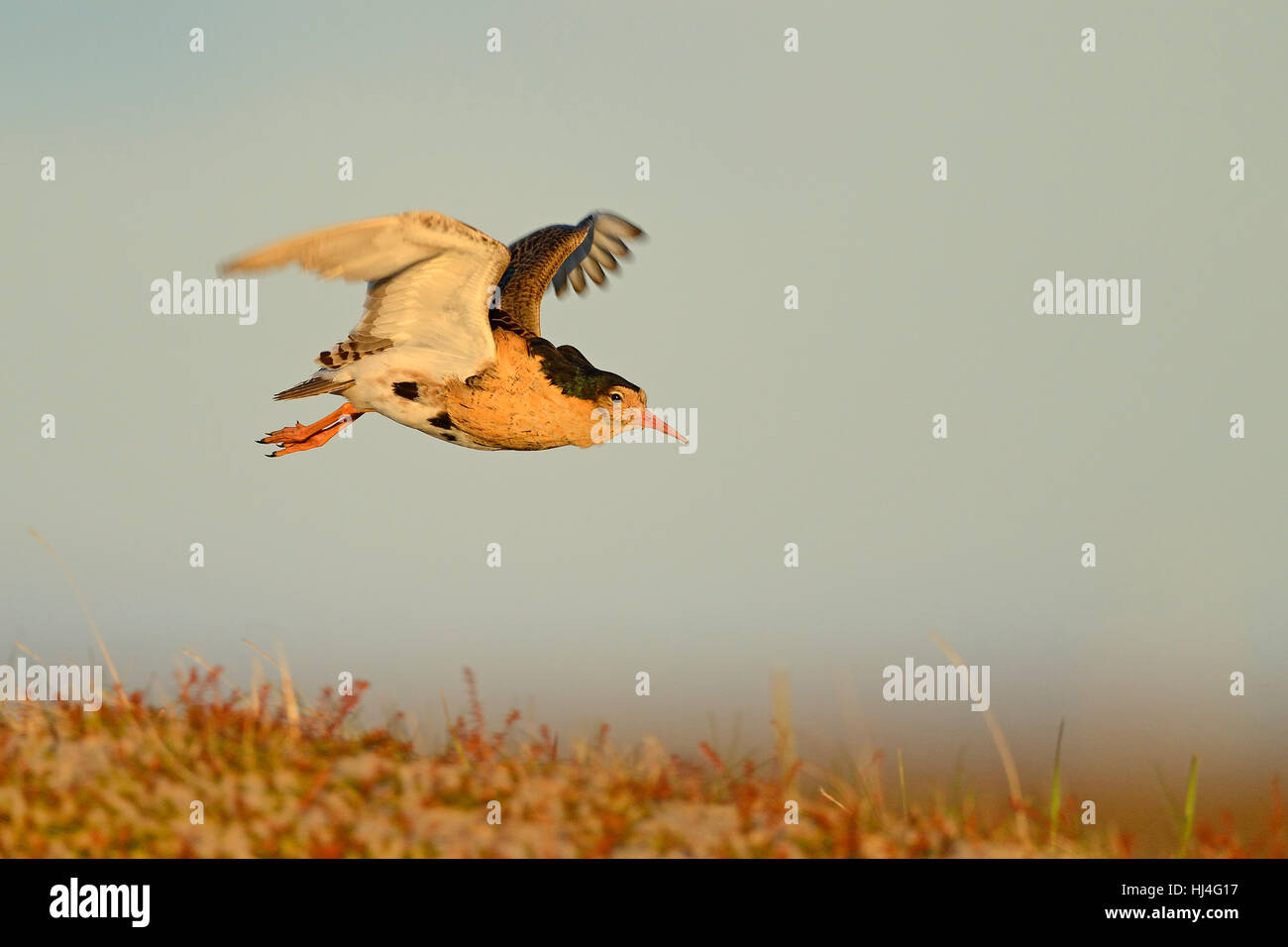 Ruff in flight hi-res stock photography and images - Alamy