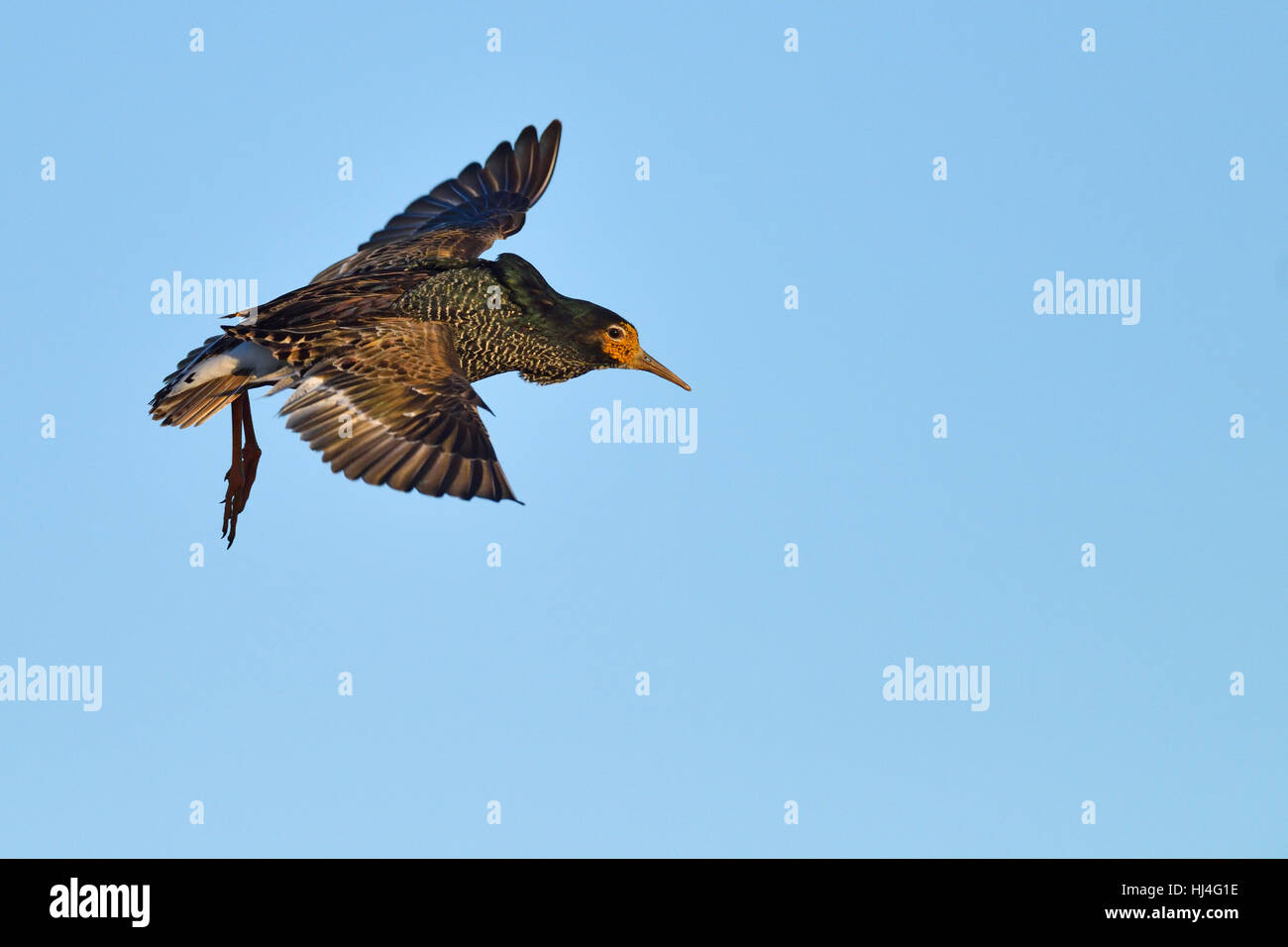 Ruff in flight hi-res stock photography and images - Alamy